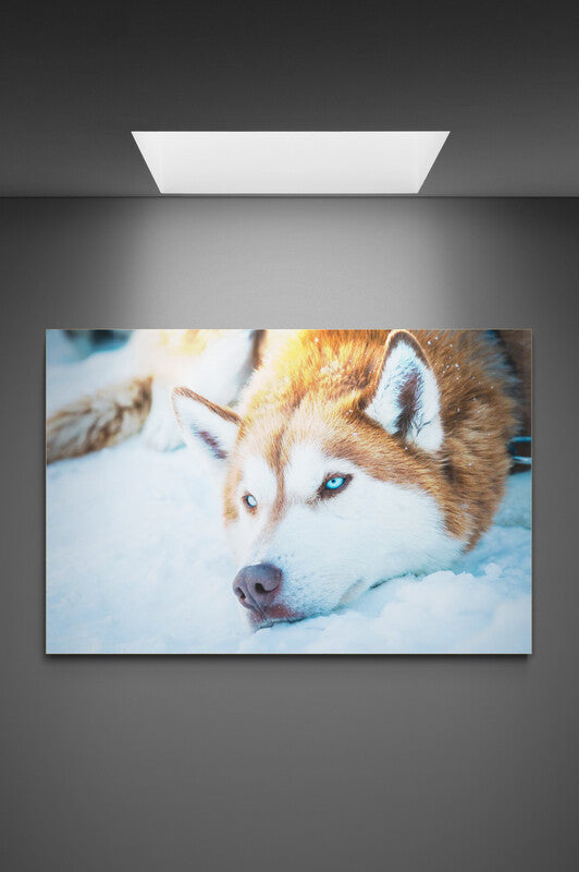 Canvas Pui husky cu botul in zapada – FAINART